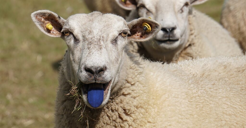New Research: Bluetongue Virus Carriers Active During Winter - Docquity